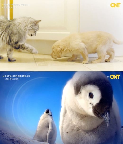 ONT 추석특집, BBC다큐 '화목한 동물가족의 세계' 편성 - 머니S